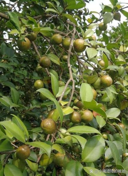 油茶籽油能炒菜吗_高温爆炒安全吗-第1张图片-山城妙识