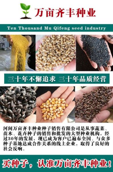 辣椒种子新旧区别_如何辨别好坏-第2张图片-山城妙识 辣椒种子新旧区别_如何辨别好坏-第2张图片-山城妙识