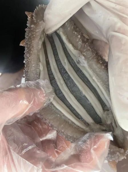 大连干海参一斤多少钱_如何挑选优质干海参-第2张图片-山城妙识