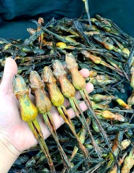 雪蛤长什么样子_雪蛤图片特征-第2张图片-山城妙识 雪蛤长什么样子_雪蛤图片特征-第2张图片-山城妙识