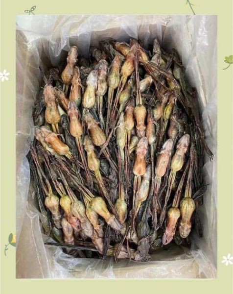 雪蛤长什么样子_雪蛤图片特征-第3张图片-山城妙识 雪蛤长什么样子_雪蛤图片特征-第3张图片-山城妙识