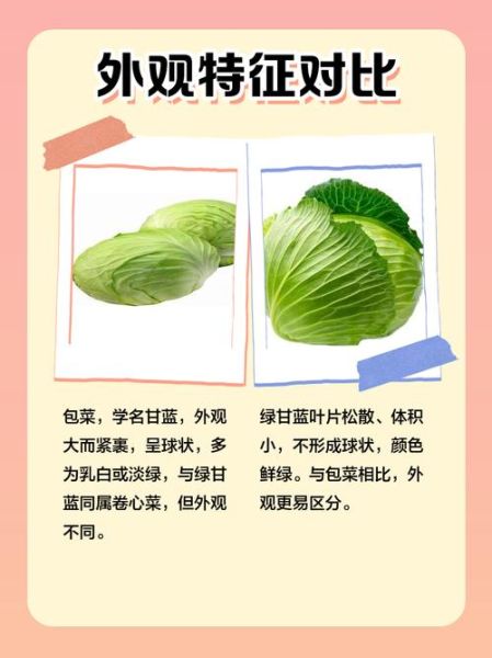 圆白菜和包菜的区别_哪个更有营养-第2张图片-山城妙识