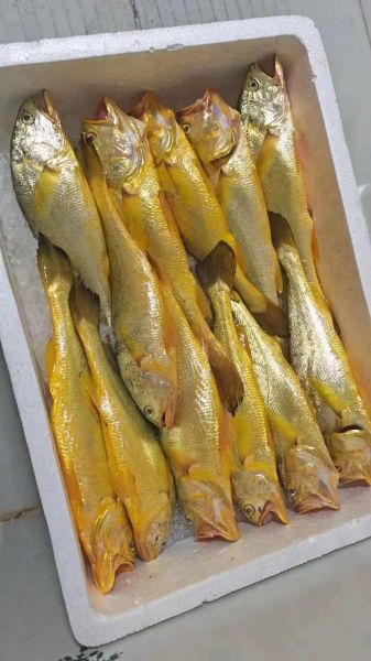 100斤鲟鱼多少钱_鲟鱼批发价格怎么算-第2张图片-山城妙识