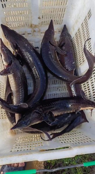 100斤鲟鱼多少钱_鲟鱼批发价格怎么算-第1张图片-山城妙识