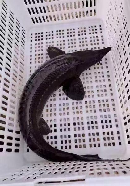 100斤鲟鱼多少钱_鲟鱼批发价格怎么算-第3张图片-山城妙识