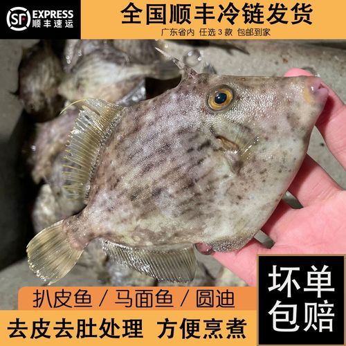 扒皮鱼多少钱一斤_扒皮鱼价格为什么波动大-第2张图片-山城妙识