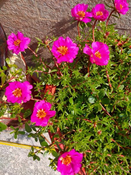 蚂蚱菜花学名叫什么_蚂蚱菜花和打碗碗花区别-第2张图片-山城妙识