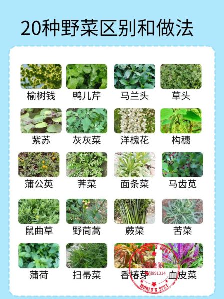 野菜有哪些品种_野菜怎么区分-第3张图片-山城妙识