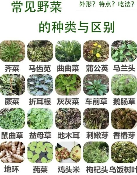 野菜有哪些品种_野菜怎么区分-第2张图片-山城妙识
