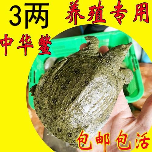 甲鱼养殖技术视频_甲鱼苗怎么养-第2张图片-山城妙识