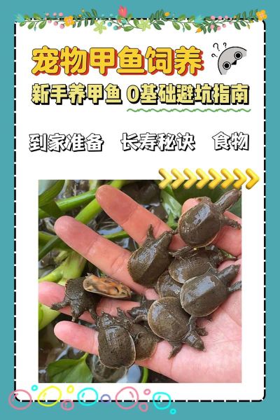 甲鱼养殖技术视频_甲鱼苗怎么养-第1张图片-山城妙识
