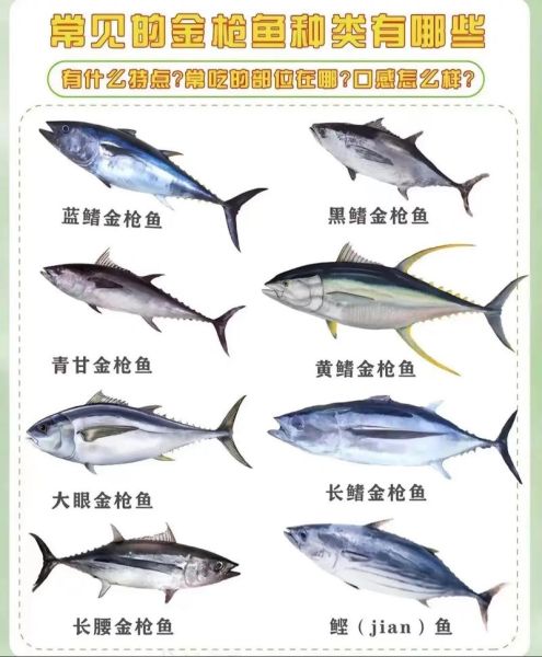 金枪鱼价格现在多少钱一斤_2024年最新行情-第1张图片-山城妙识 金枪鱼价格现在多少钱一斤_2024年最新行情-第1张图片-山城妙识
