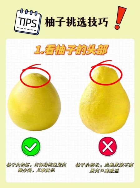 柚子图片大全高清图片_如何挑选无水印素材-第1张图片-山城妙识