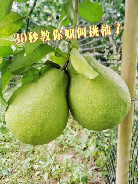 柚子图片大全高清图片_如何挑选无水印素材-第3张图片-山城妙识