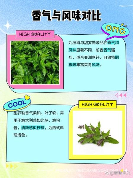 罗勒叶是薄荷吗_罗勒叶和薄荷的区别-第2张图片-山城妙识