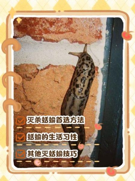 蛞蝓之灾_如何彻底消灭-第1张图片-山城妙识