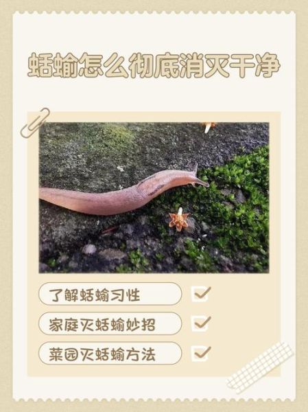 蛞蝓之灾_如何彻底消灭-第2张图片-山城妙识