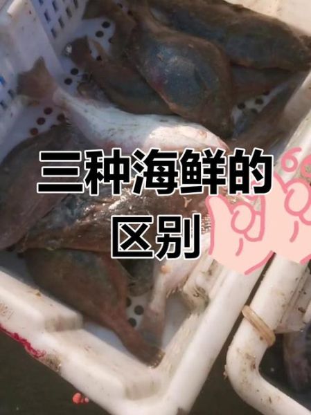 偏口鱼是比目鱼吗_偏口鱼与比目鱼的区别-第2张图片-山城妙识