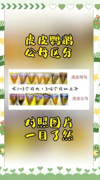 虎皮鹦鹉怎么分公母_虎皮鹦鹉公母区别图解-第2张图片-山城妙识 虎皮鹦鹉怎么分公母_虎皮鹦鹉公母区别图解-第2张图片-山城妙识