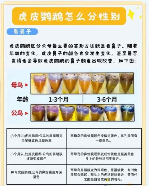 虎皮鹦鹉怎么分公母_虎皮鹦鹉公母区别图解-第1张图片-山城妙识 虎皮鹦鹉怎么分公母_虎皮鹦鹉公母区别图解-第1张图片-山城妙识