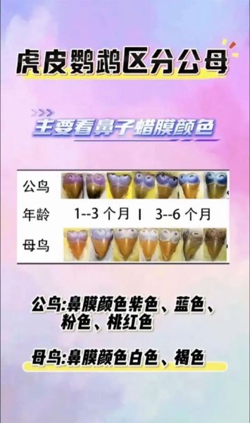 虎皮鹦鹉怎么分公母_虎皮鹦鹉公母区别图解-第3张图片-山城妙识 虎皮鹦鹉怎么分公母_虎皮鹦鹉公母区别图解-第3张图片-山城妙识