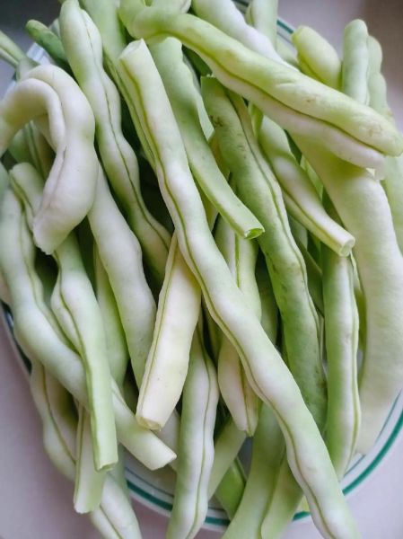 芸豆品种图片大全_芸豆品种有哪些-第2张图片-山城妙识