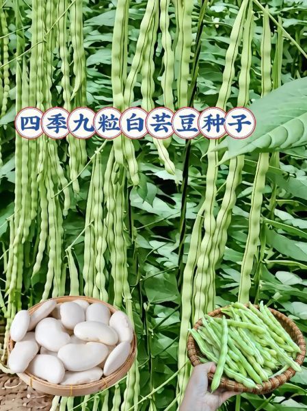 芸豆品种图片大全_芸豆品种有哪些-第3张图片-山城妙识