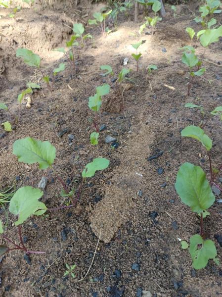 菜苔什么时候播种最好_菜苔几月份种最合适-第2张图片-山城妙识