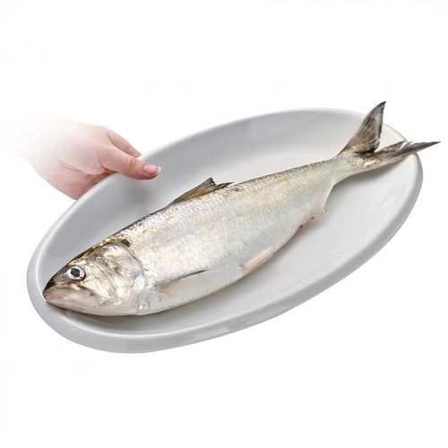 鲥鱼是什么鱼_鲥鱼多少钱一斤-第2张图片-山城妙识