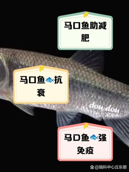 马口鱼的营养价值_马口鱼的功效与作用-第1张图片-山城妙识