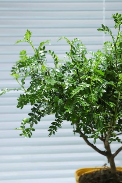 胡椒木怎么养_胡椒木叶子发黄怎么办-第2张图片-山城妙识