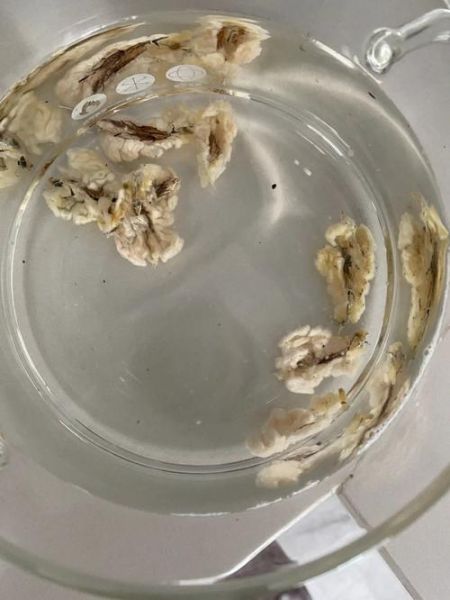 雪蛤制作很残忍吗_雪蛤提取过程真相-第2张图片-山城妙识