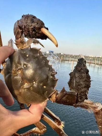 阳澄湖大闸蟹在哪买_如何辨别正宗产地-第3张图片-山城妙识