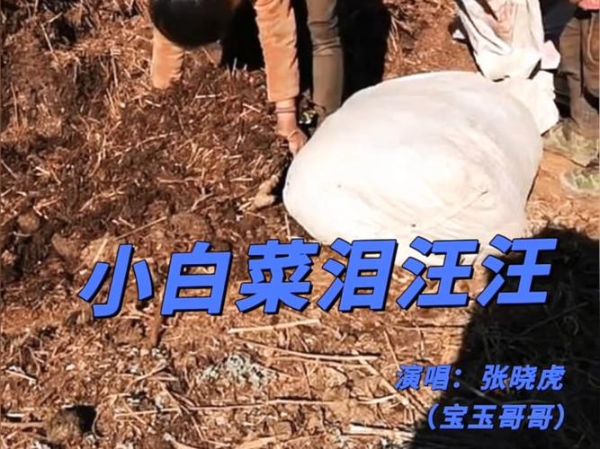 小白菜泪汪汪全集30_小白菜泪汪汪30集剧情解析-第2张图片-山城妙识 小白菜泪汪汪全集30_小白菜泪汪汪30集剧情解析-第2张图片-山城妙识