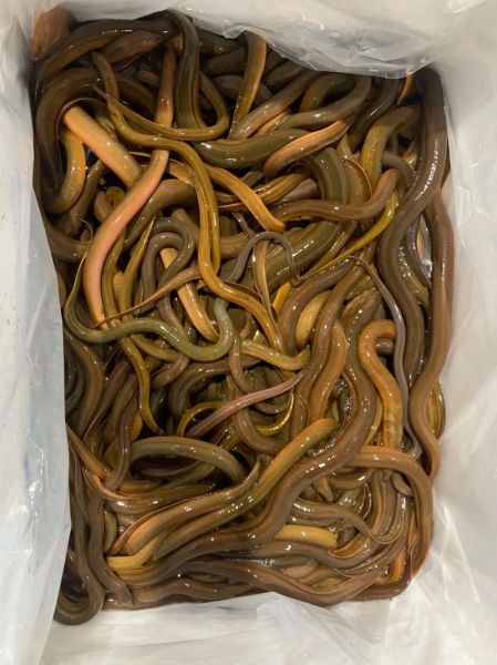 黄鳝多少钱一斤_黄鳝价格表最新行情-第1张图片-山城妙识