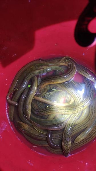 黄鳝多少钱一斤_黄鳝价格表最新行情-第2张图片-山城妙识