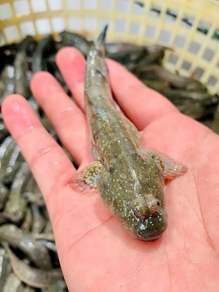 跳鱼儿是什么意思_跳鱼儿是哪里的方言-第1张图片-山城妙识