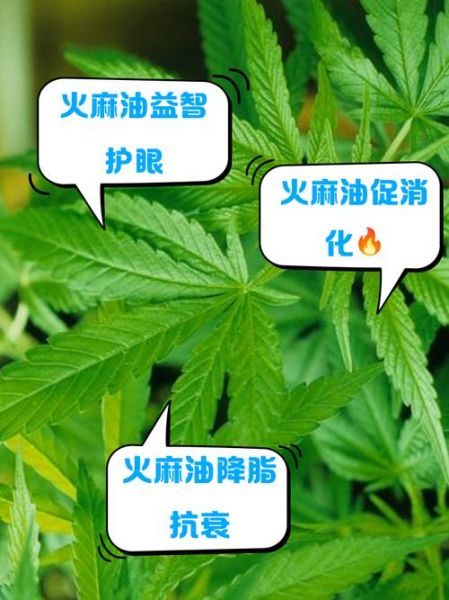 长期服用火麻油的危害_火麻油副作用有哪些-第1张图片-山城妙识