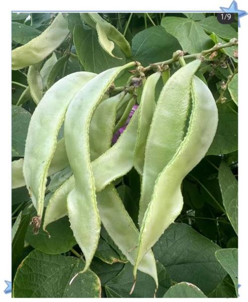 梅豆角没炒熟会中毒吗_梅豆角中毒症状-第2张图片-山城妙识