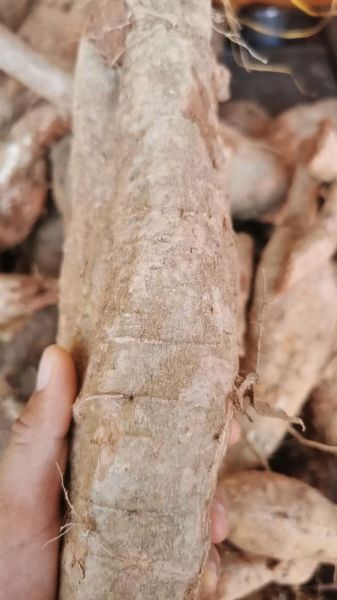 野生葛粉多少钱一斤_野生葛粉价格行情-第2张图片-山城妙识