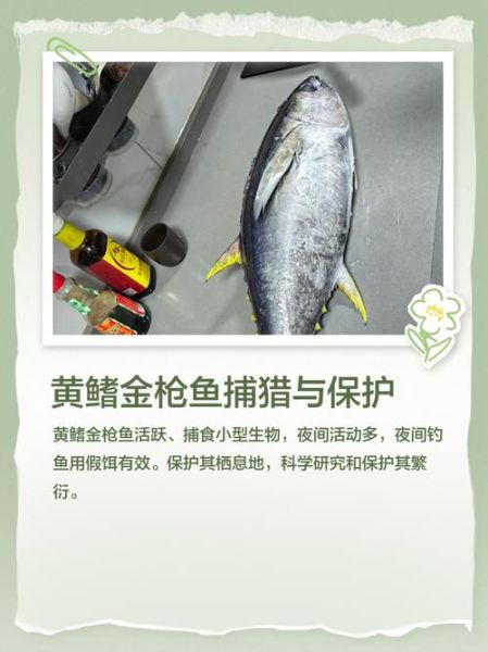 50斤黄鳍金枪鱼多少钱_黄鳍金枪鱼价格行情-第2张图片-山城妙识