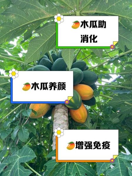 生木瓜能吃吗_生木瓜怎么吃才安全-第1张图片-山城妙识