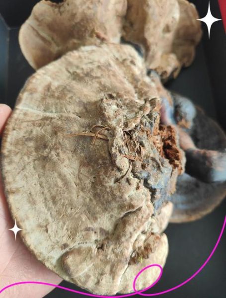 灵芝泡水喝的禁忌_肿瘤医生为什么不推荐-第3张图片-山城妙识