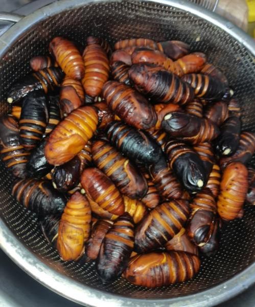 大蚕蛹怎么做好吃_大蚕蛹的做法大全-第3张图片-山城妙识