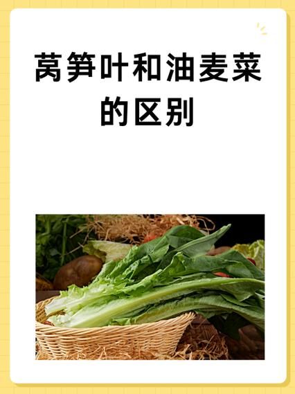 莴笋叶子和油麦菜的区别_哪个更营养-第3张图片-山城妙识