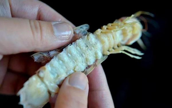 青岛虾虎怎么做好吃_青岛虾虎哪里买最新鲜-第3张图片-山城妙识