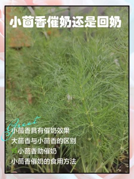 茴香菜回奶效果怎么样_哺乳期能吃吗-第1张图片-山城妙识