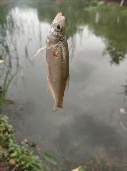 白条鱼最大能长多少斤_白条鱼最大体重记录-第2张图片-山城妙识 白条鱼最大能长多少斤_白条鱼最大体重记录-第2张图片-山城妙识