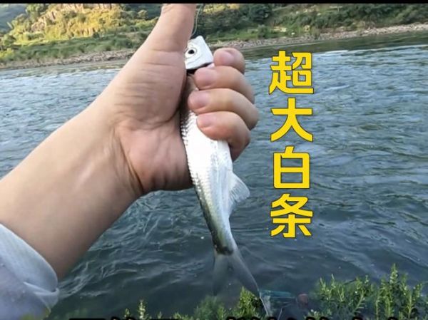 白条鱼最大能长多少斤_白条鱼最大体重记录-第1张图片-山城妙识 白条鱼最大能长多少斤_白条鱼最大体重记录-第1张图片-山城妙识