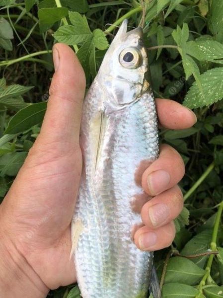 白条鱼最大能长多少斤_白条鱼最大体重记录-第3张图片-山城妙识 白条鱼最大能长多少斤_白条鱼最大体重记录-第3张图片-山城妙识